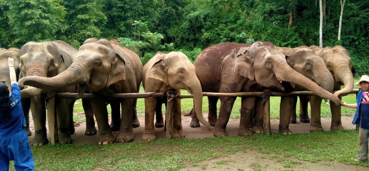 TOTO’s ELEPHANT SANCTUARY and STICKY WATERFALL | Toto Elephant Sanctuary